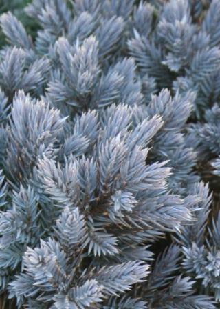 Hawksridge Farms -- Plant Information