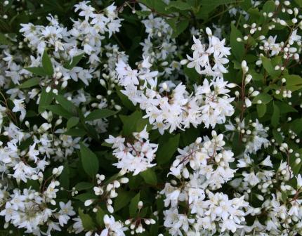 Hawksridge Farms -- Plant Information