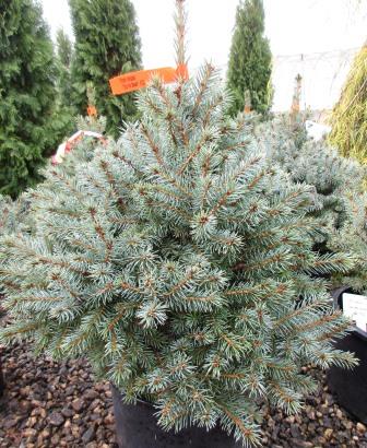 Hawksridge Farms -- Plant Information