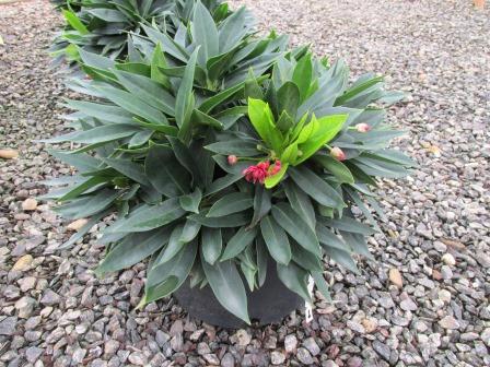 Hawksridge Farms -- Plant Information