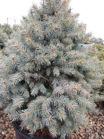 Hawksridge Farms -- Plant Information