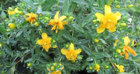 Hawksridge Farms -- Plant Information