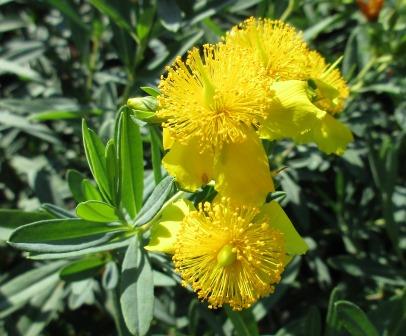 Hawksridge Farms -- Plant Information