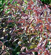 Hawksridge Farms -- Plant Information