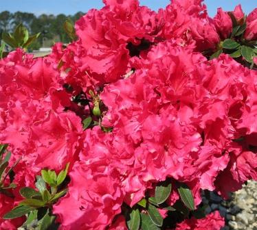 Hawksridge Farms -- Plant Information