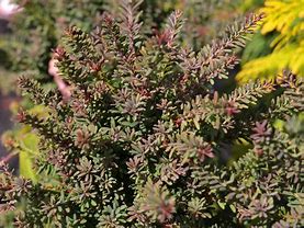 Hawksridge Farms -- Plant Information