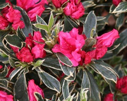 Hawksridge Farms -- Plant Information