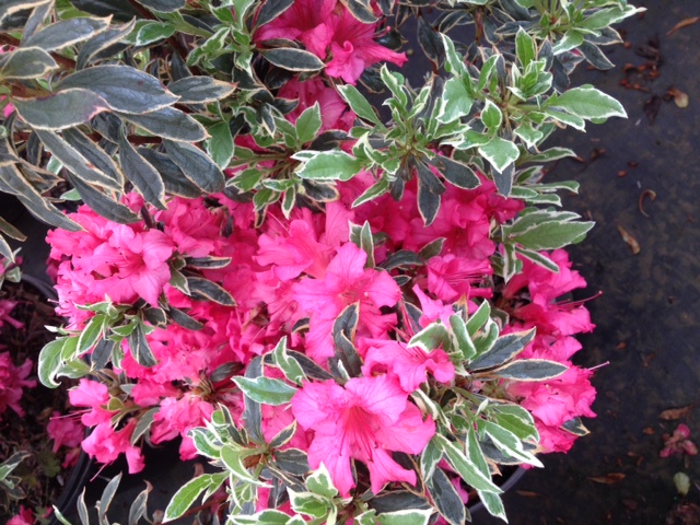 Hawksridge Farms -- Plant Information