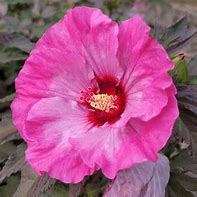 Hawksridge Farms -- Plant Information