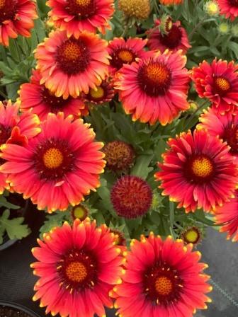 Hawksridge Farms -- Plant Information