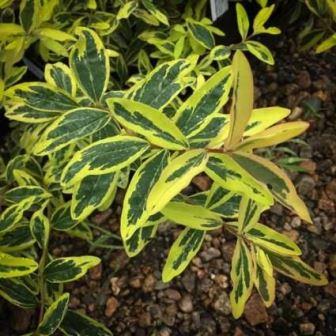 Hawksridge Farms -- Plant Information