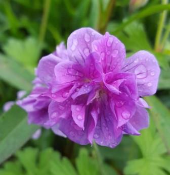 Hawksridge Farms -- Plant Information