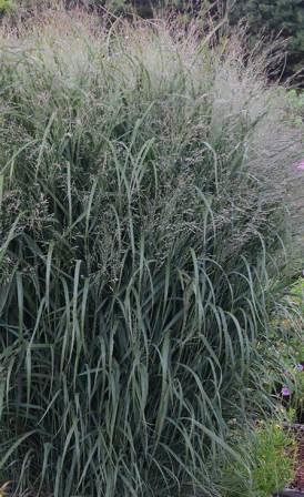 Hawksridge Farms -- Plant Information