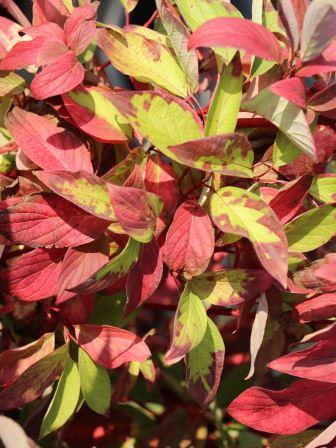 Hawksridge Farms -- Plant Information