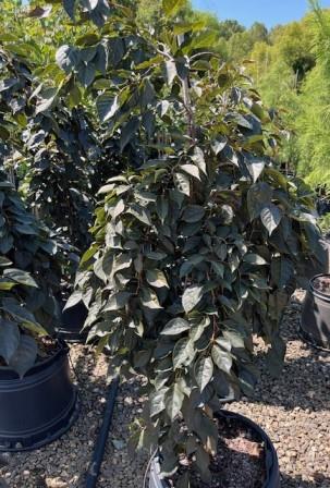 Hawksridge Farms -- Plant Information