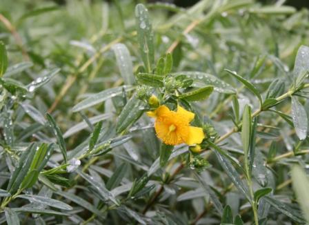 Hawksridge Farms -- Plant Information